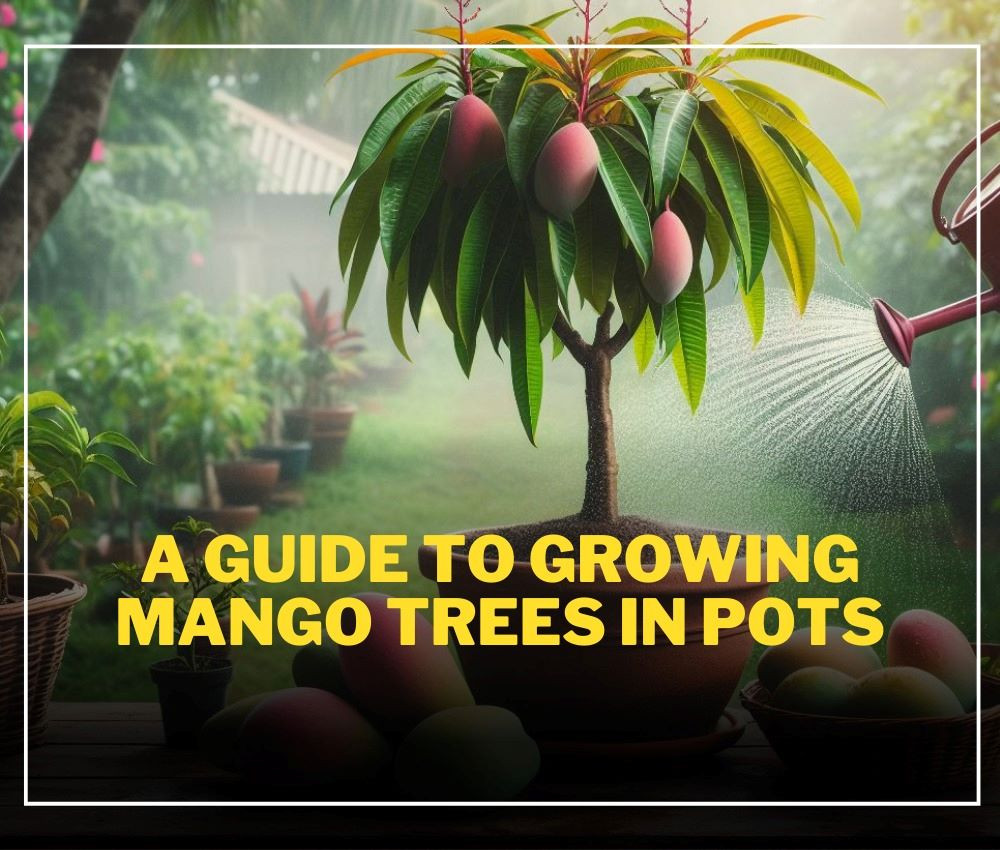 Grow Mango Trees in Pots: Urban Gardening Made Easy