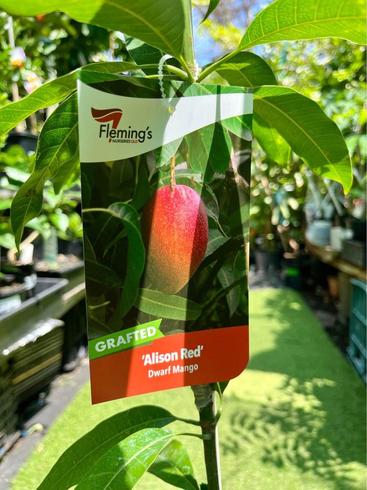Alison Red Mango Tree in Sydney - Grafted and Healthy Mango Trees for ...