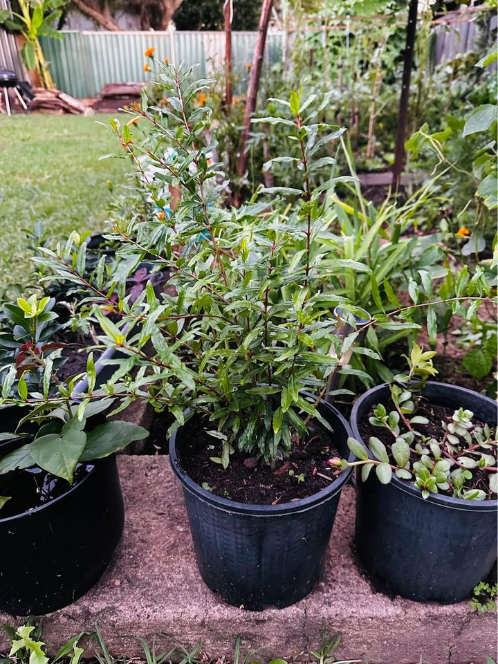 Exquisite Pomegranate Trees in Sydney, NSW, Australia | Find Near Me