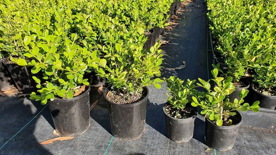 Henna Tree and Plant in Sydney, NSW, Australia | Discover the Art of Mehndi