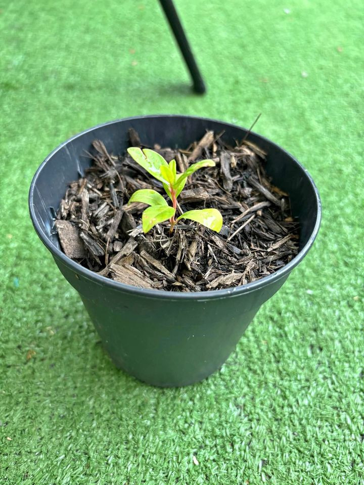 Henna Tree and Plant in Sydney, NSW, Australia | Discover the Art of Mehndi