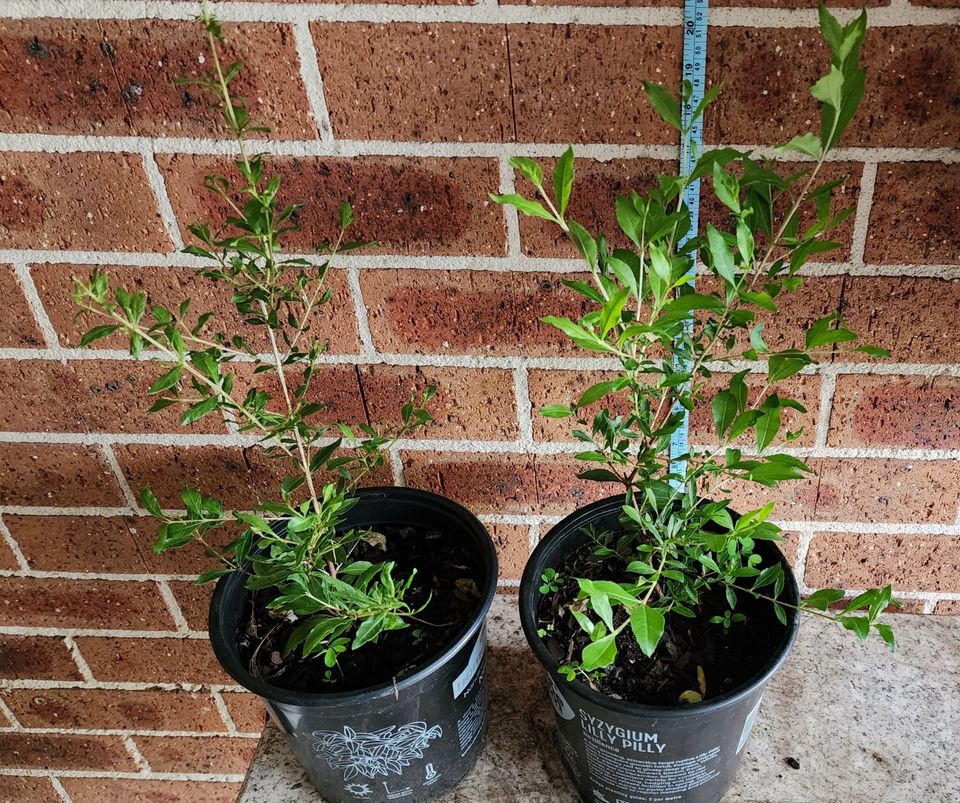 Henna Tree and Plant in Sydney, NSW, Australia | Discover the Art of Mehndi